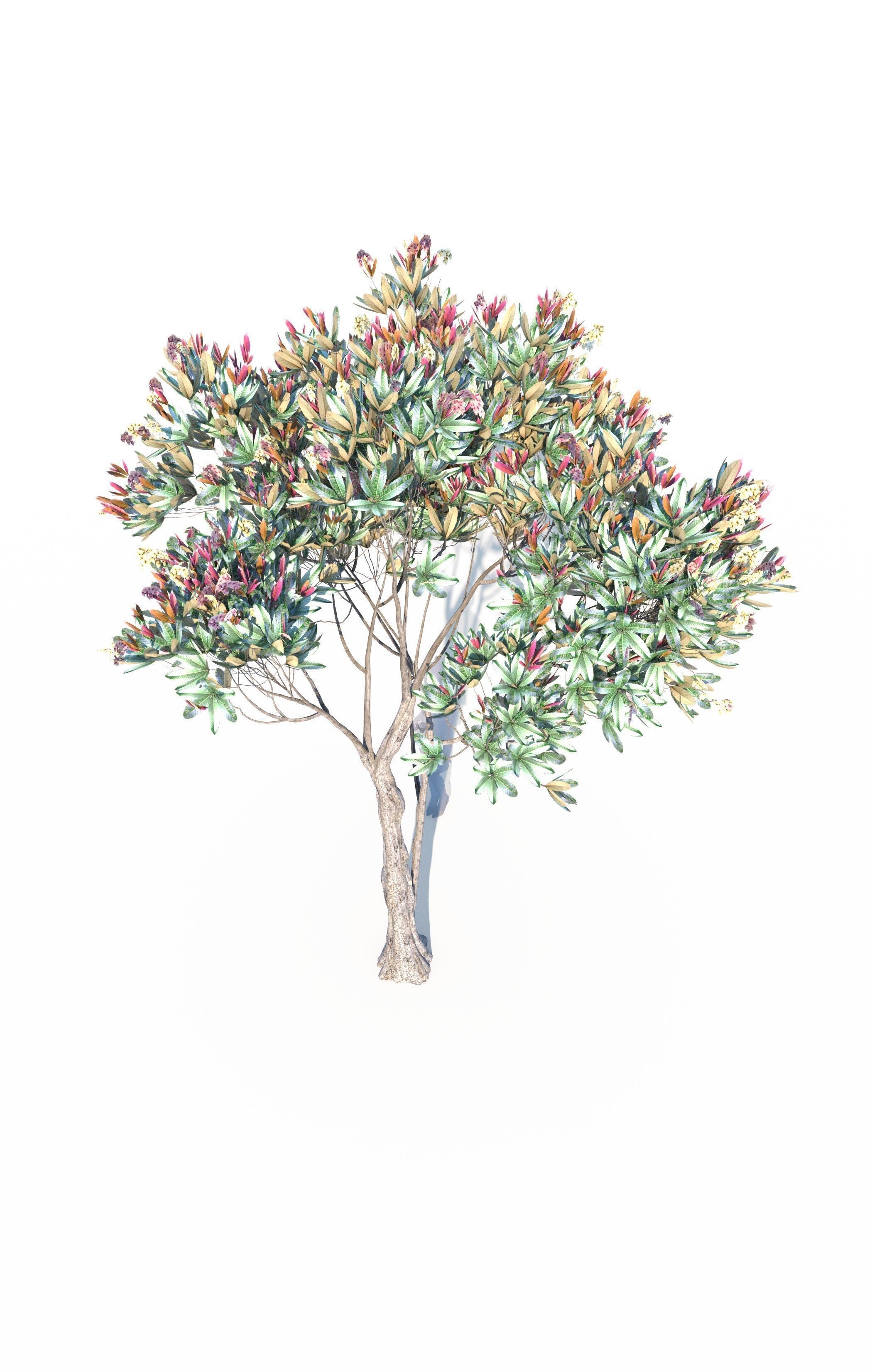 Bronze loquat eriobotrya deflexa skinny 3D model | CGTrader