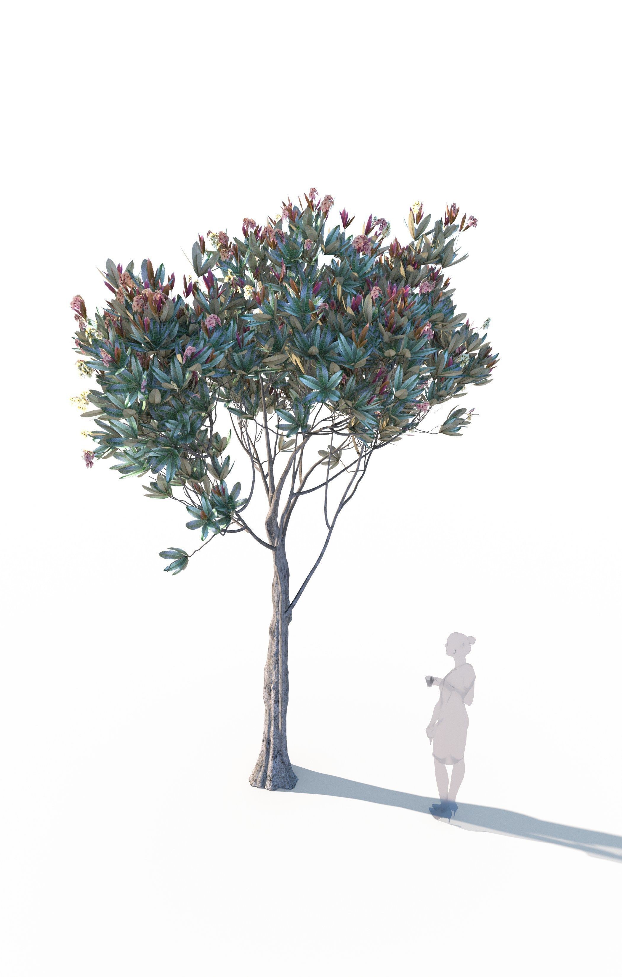 Bronze loquat eriobotrya deflexa skinny 3D model | CGTrader
