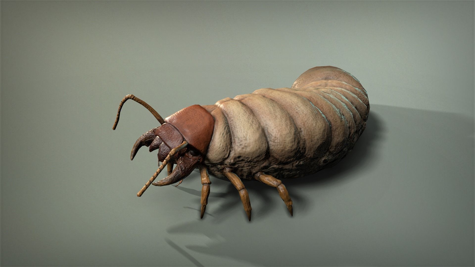 3D model Insect Larva VR / AR / low-poly | CGTrader