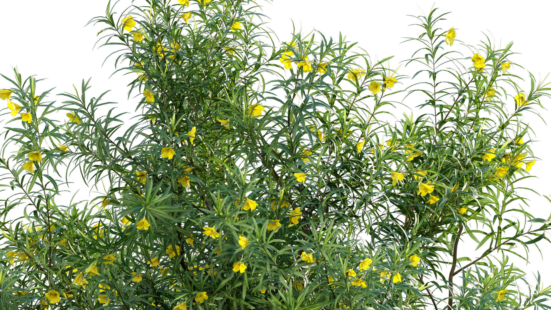 Thevetia Peruviana - Cascabela Thevetia 3D model | CGTrader