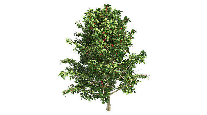 3D model American Holly Shrub Tree VR / AR / low-poly | CGTrader