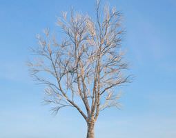 Leafless 3D Models | CGTrader