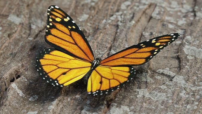 Butterfly Models