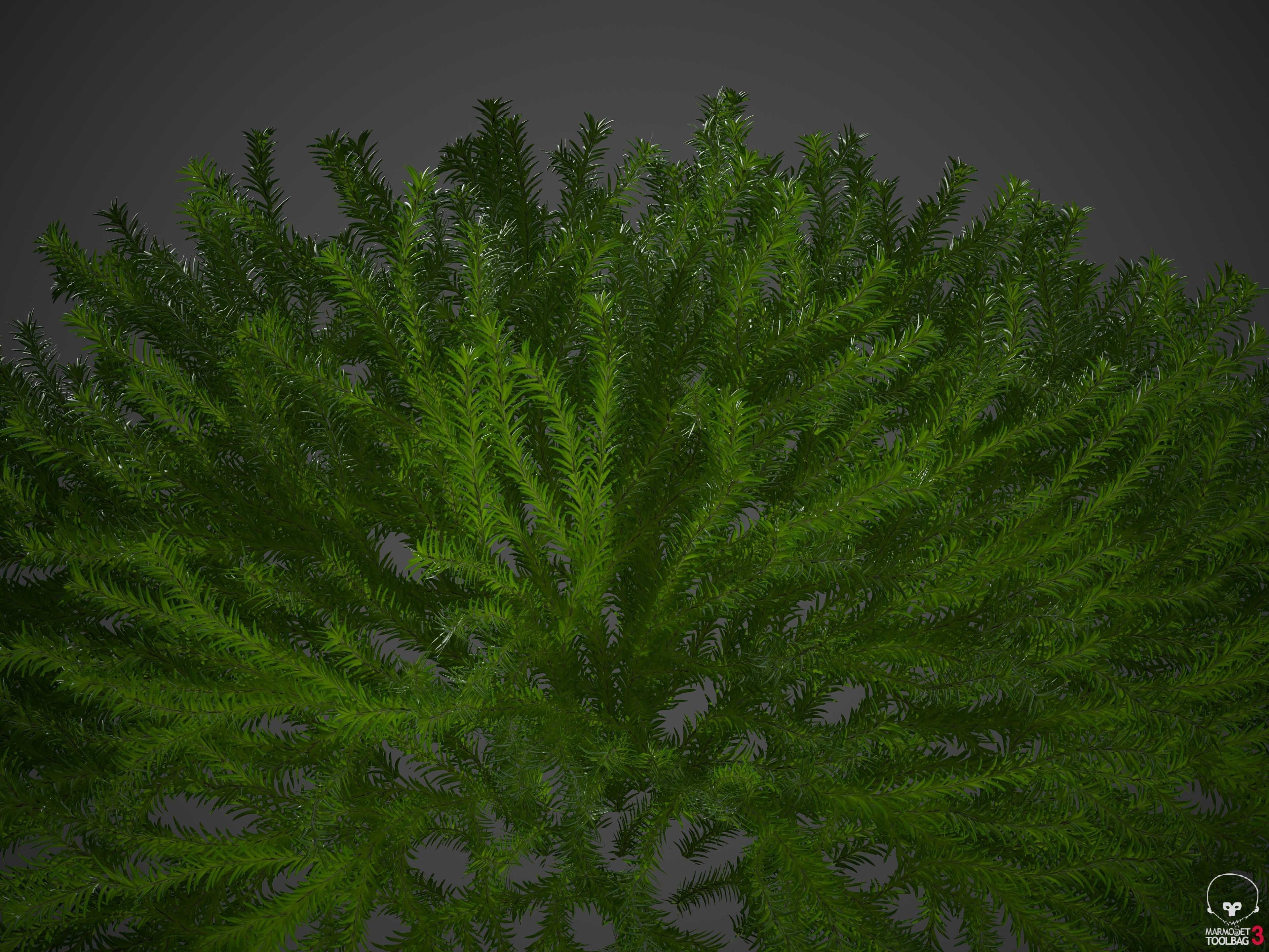 XfrogPlants Greasewood - Adenostoma Fasciculatum 3D model | CGTrader