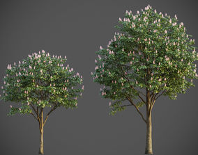 Chestnut 3D Models | CGTrader