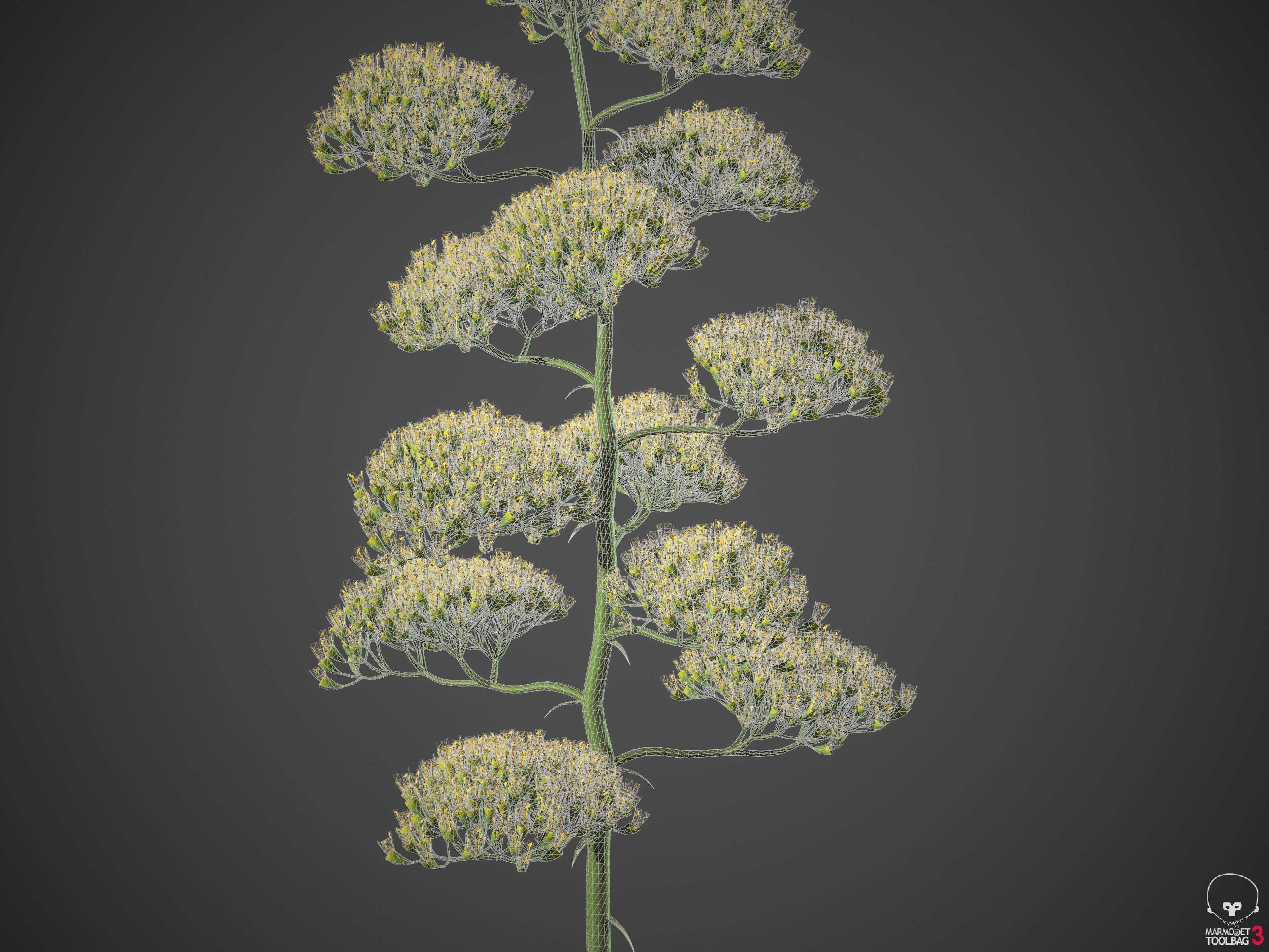 XfrogPlants Century Plant - Agave Americana 3D model animated | CGTrader