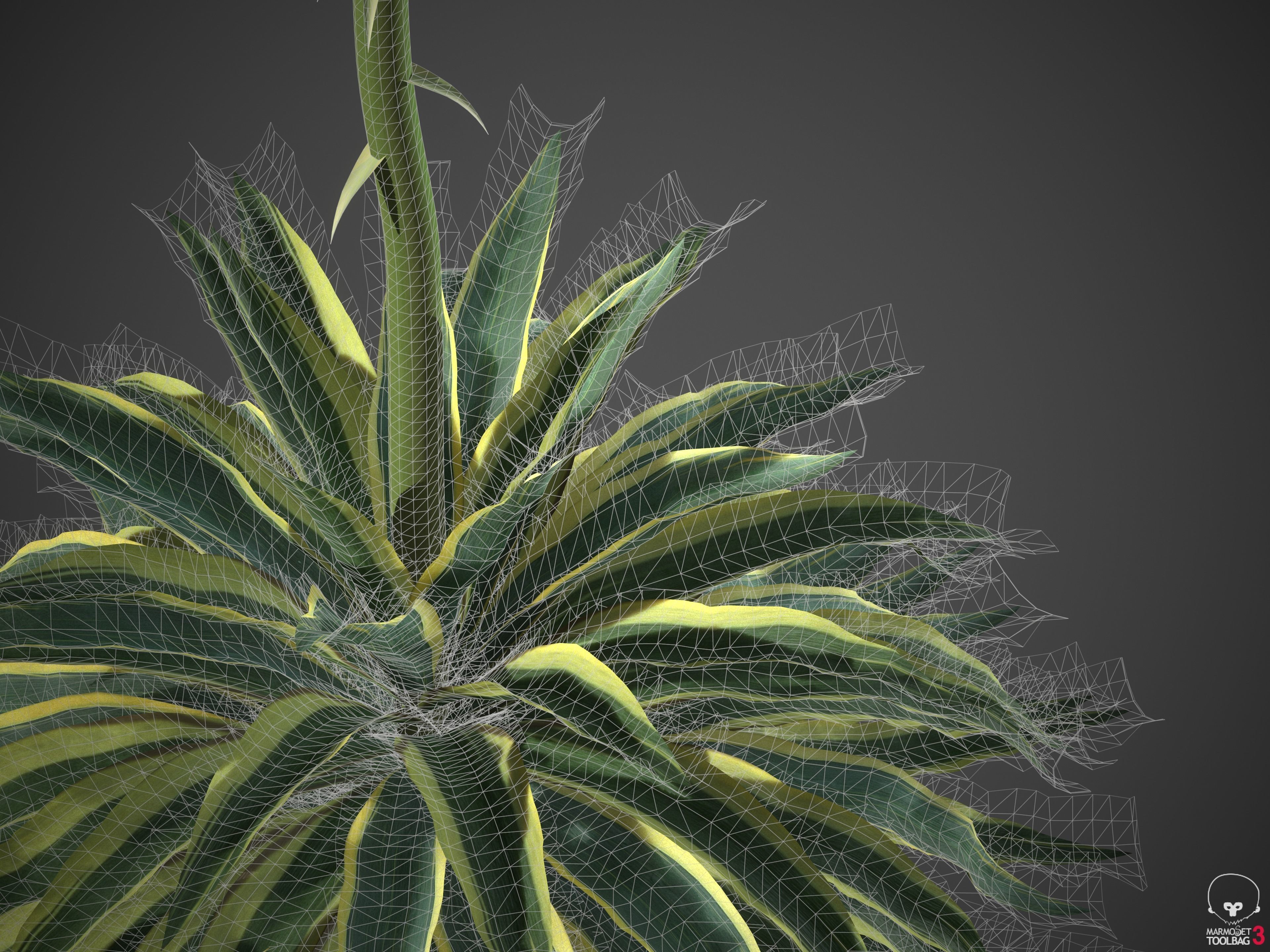 XfrogPlants Century Plant - Agave Americana 3D model animated | CGTrader