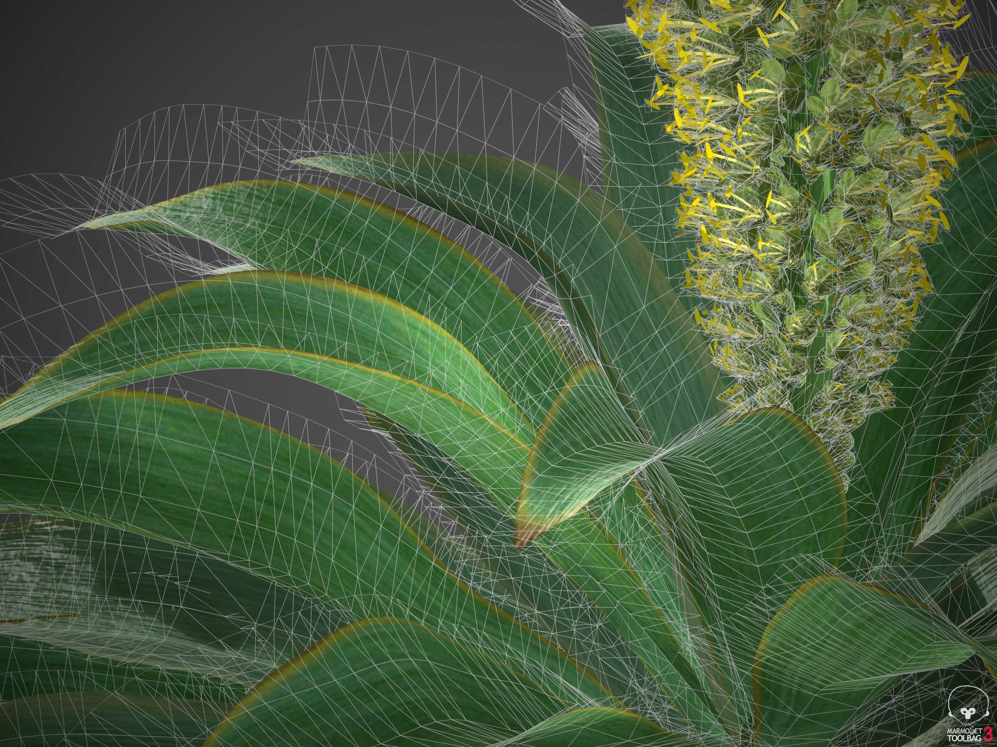 XfrogPlants Foxtail Agave - Agave Attenuata 3D model animated | CGTrader