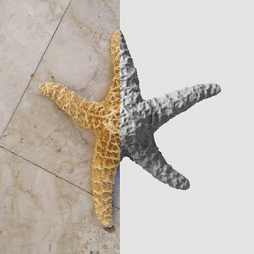 3D model Dry decorative photoscanned Starfish VR / AR / low-poly | CGTrader