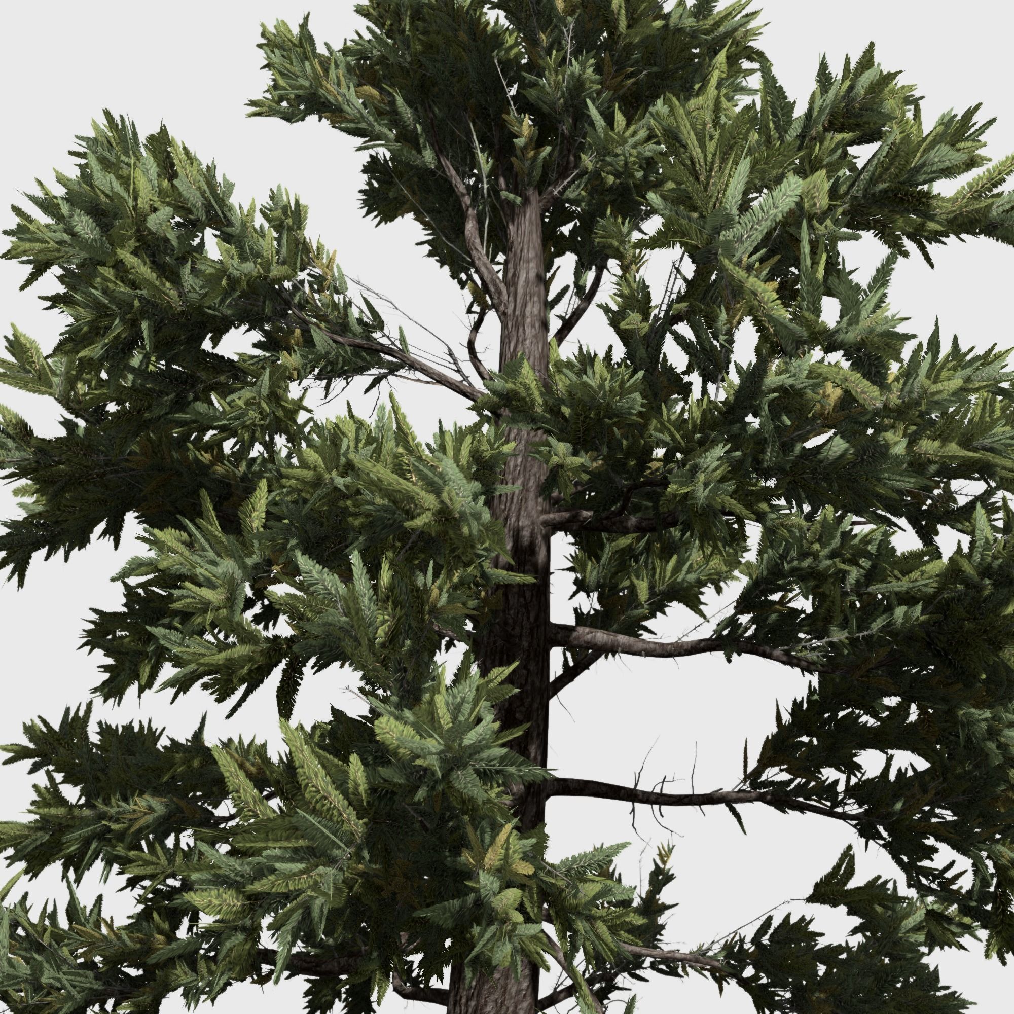 3D model Douglas Fir tree collection 9 trees Models in the scene VR ...