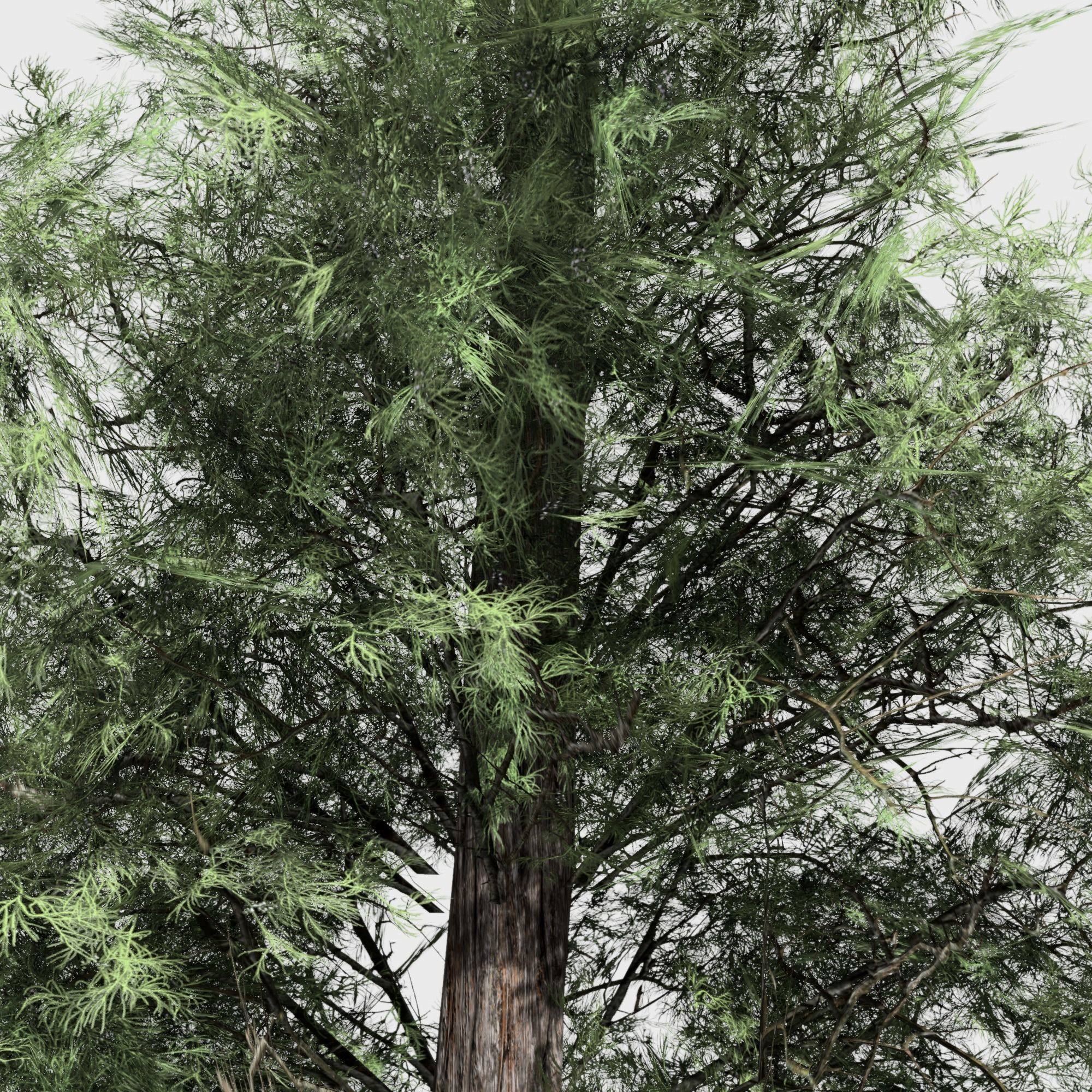 3D model Eastern Red Cedar tree collection 12 trees Models in the scene ...