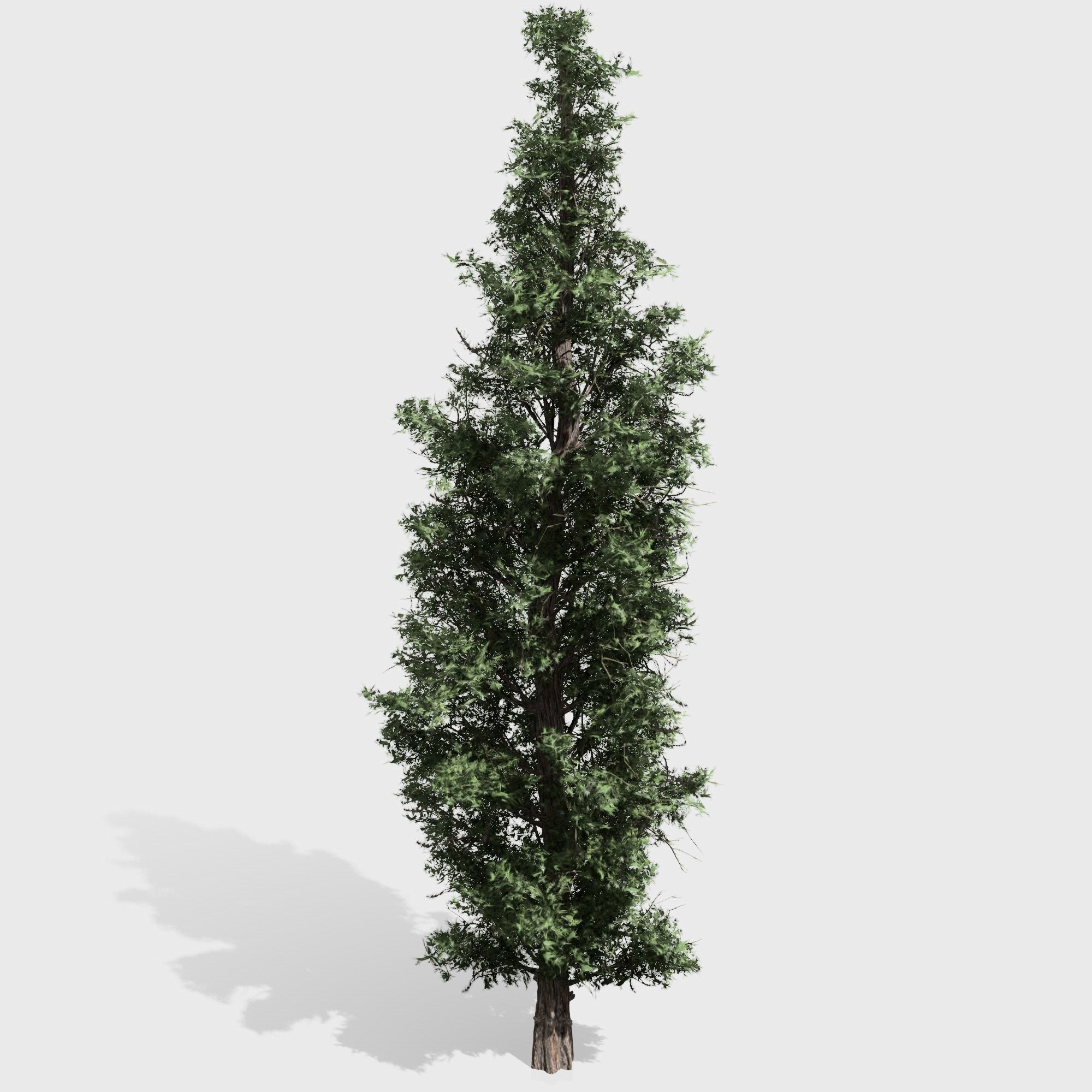 3D model Eastern Red Cedar tree collection 12 trees Models in the scene ...