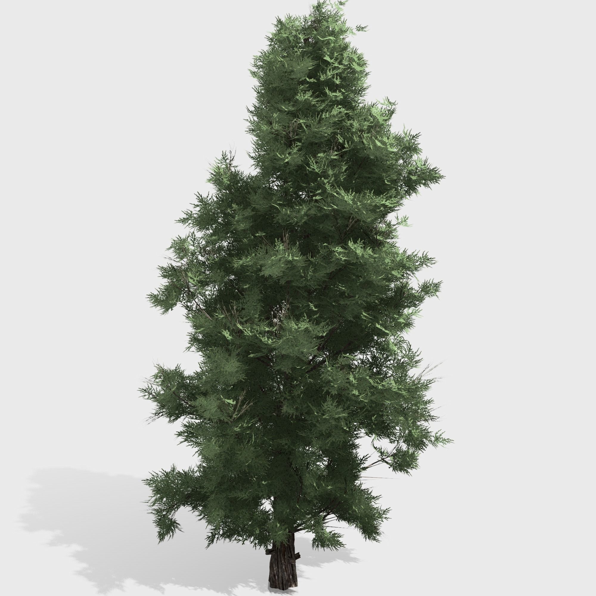 3D model Eastern Red Cedar tree collection 12 trees Models in the scene ...