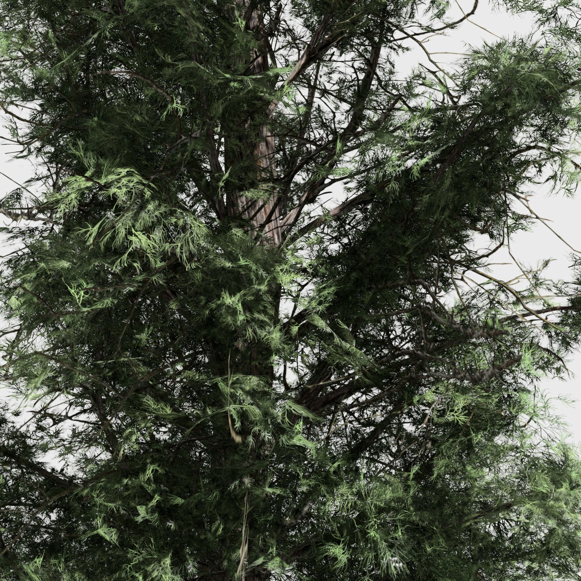 3D model Eastern Red Cedar tree collection 12 trees Models in the scene ...