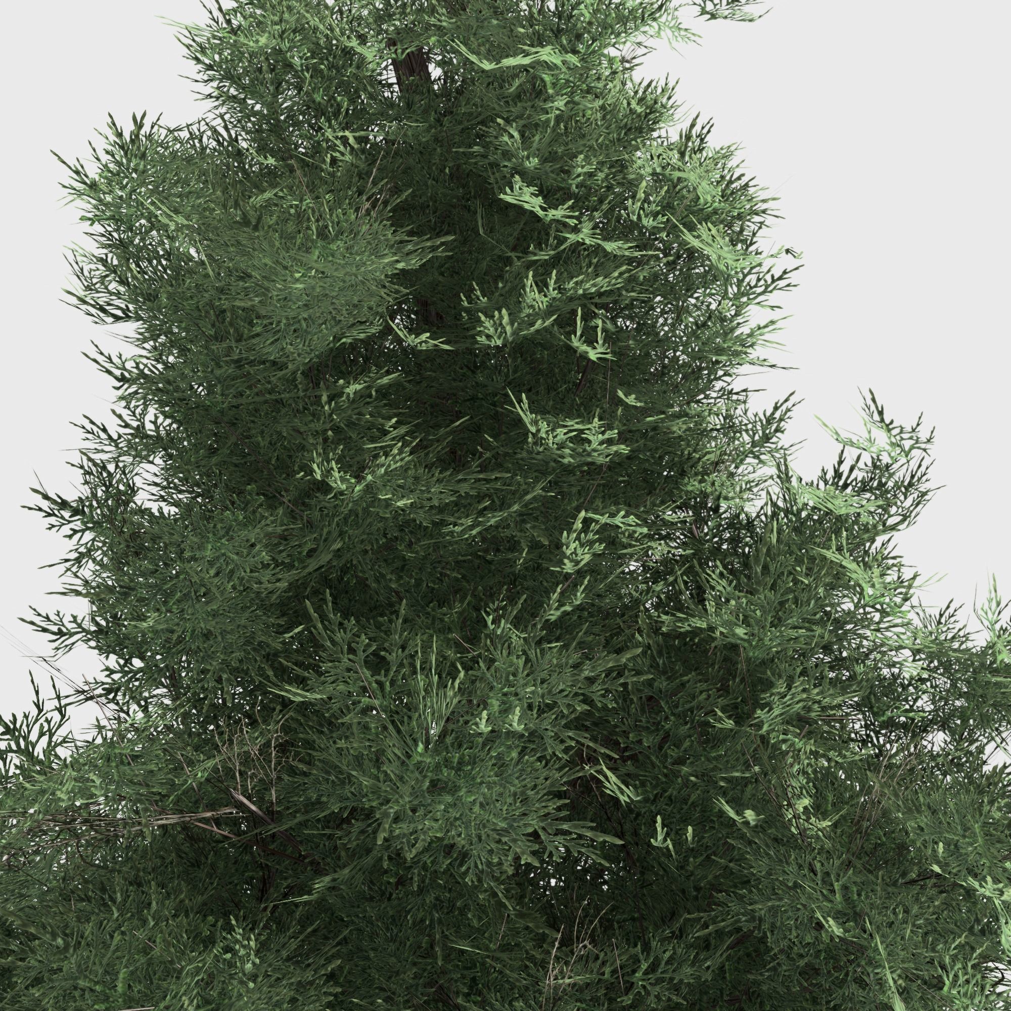 3D model Eastern Red Cedar tree collection 12 trees Models in the scene ...