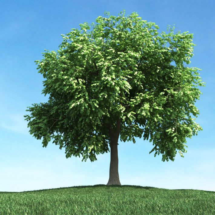 Large Leafy Tree 3D model | CGTrader