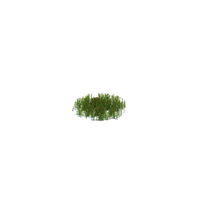 Green Grass Patch 3D model | CGTrader
