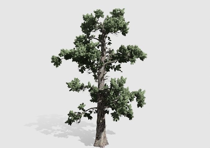 3D model Eastern White Pine tree collection 12 trees Models in the ...