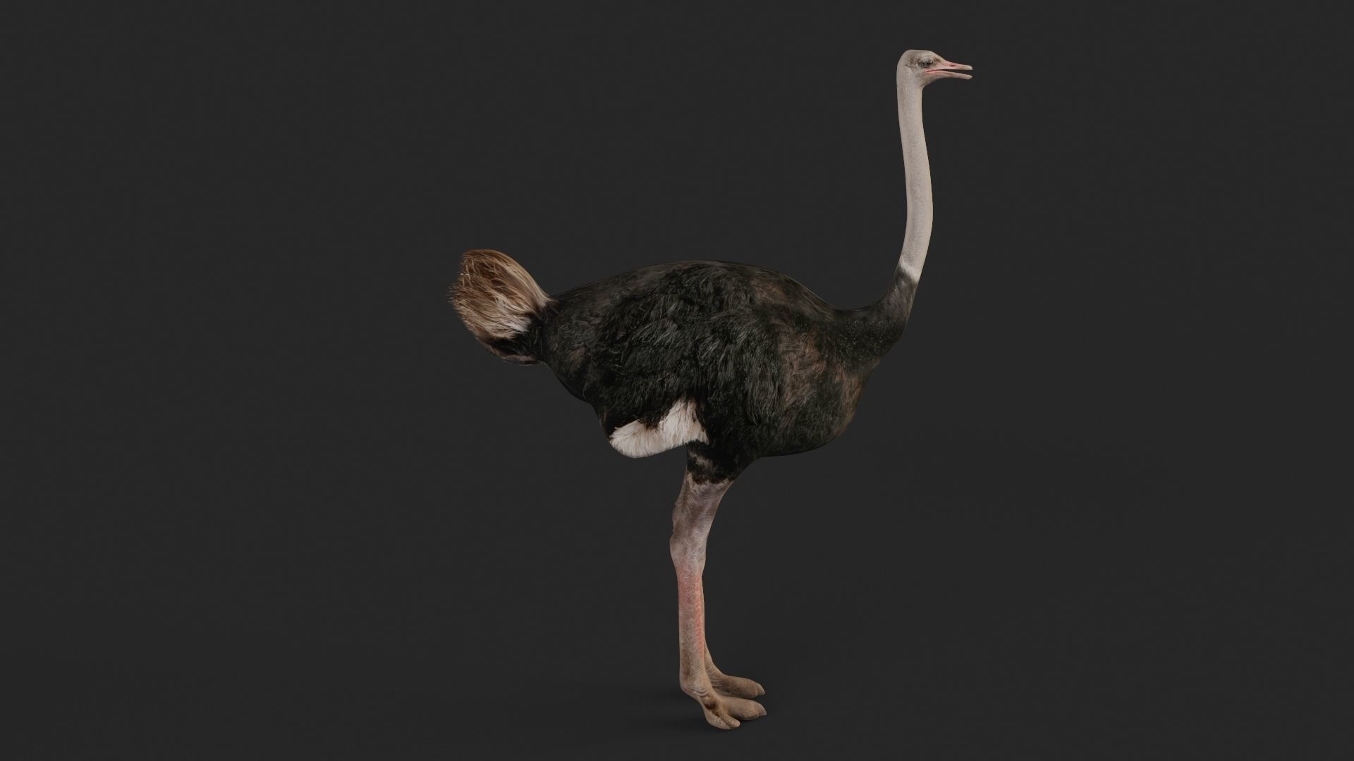 Ostrich 3D model | CGTrader