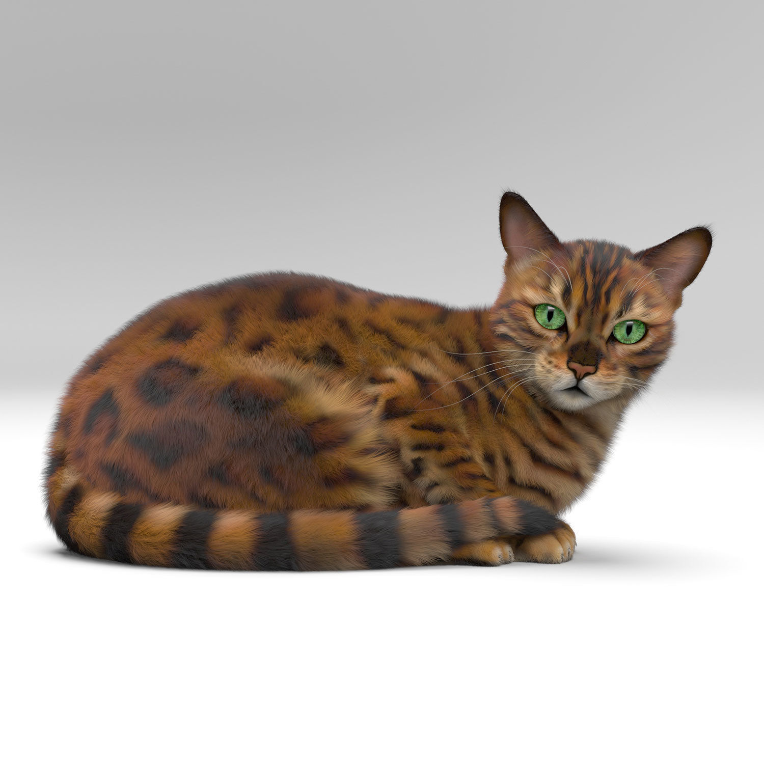 BENGAL CAT 3D model | CGTrader
