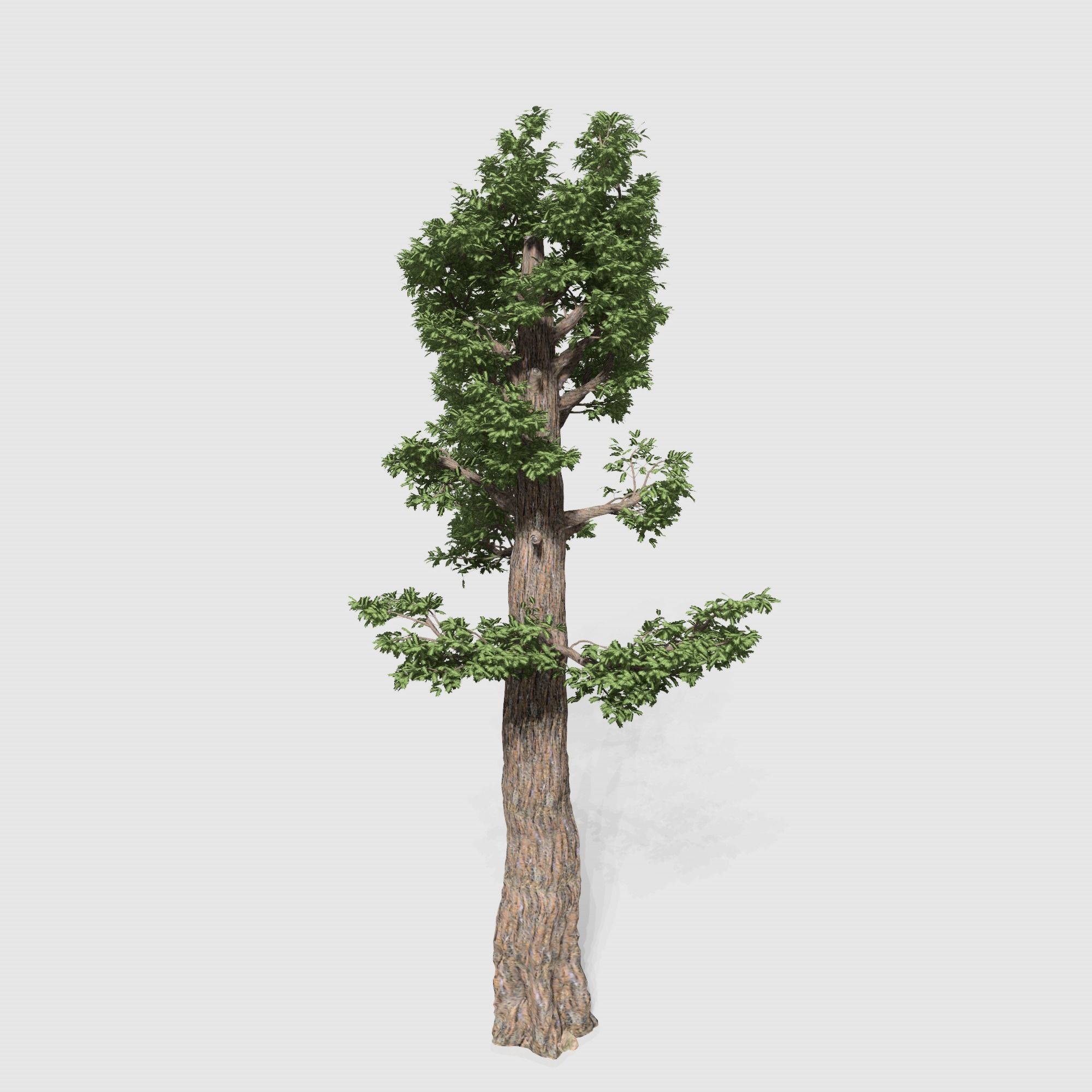 3D model Giant Red wood tree collection 9 trees Models in the scene VR ...