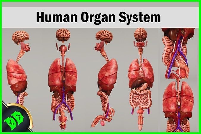 Organ System