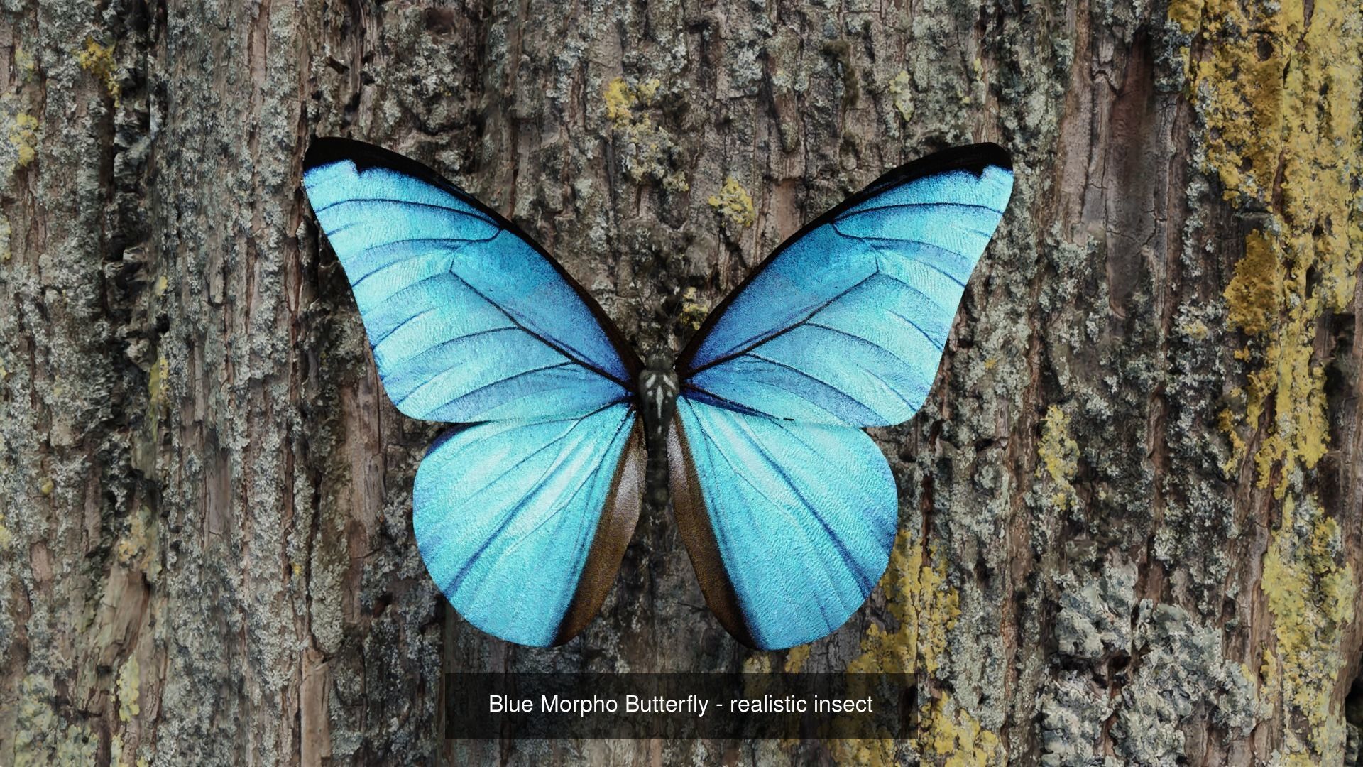 Butterfly Realistic flying in air 3D Model Collection | CGTrader