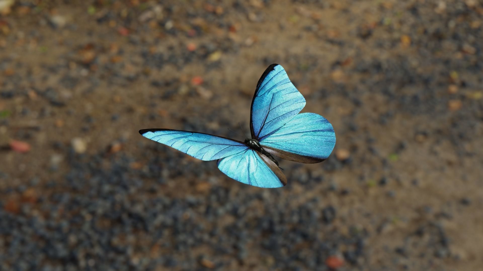 3D Model Collection Butterfly Realistic flying in air VR / AR / low ...