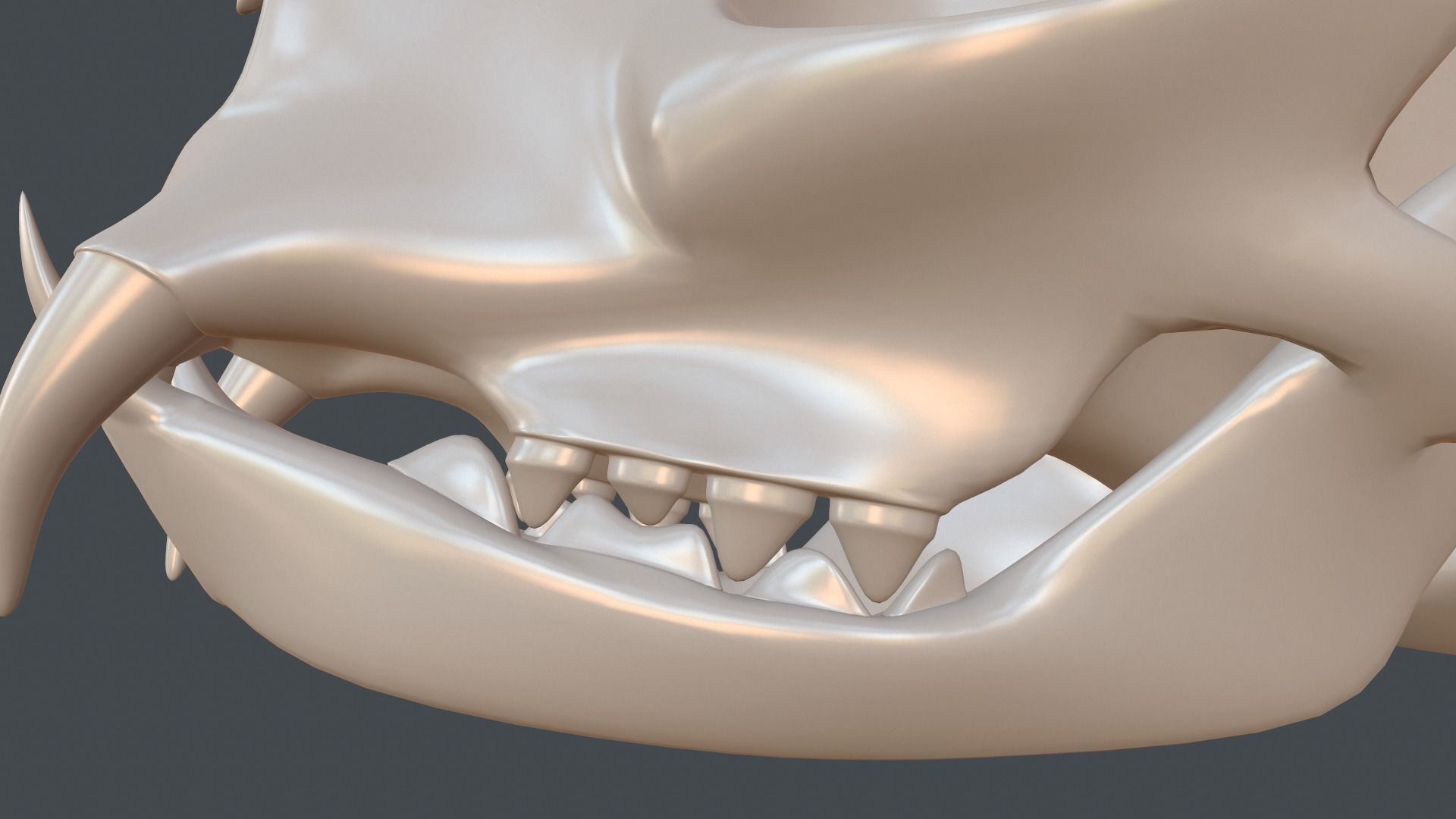 Stylized 3D model of a cat skull model 3D model 3D printable | CGTrader