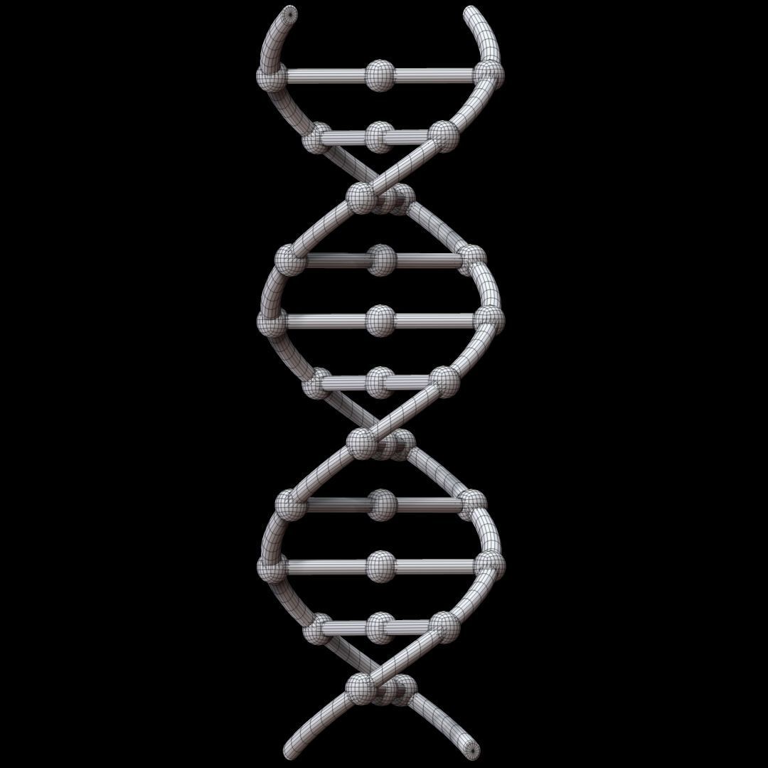 DNA Chain 3D model | CGTrader