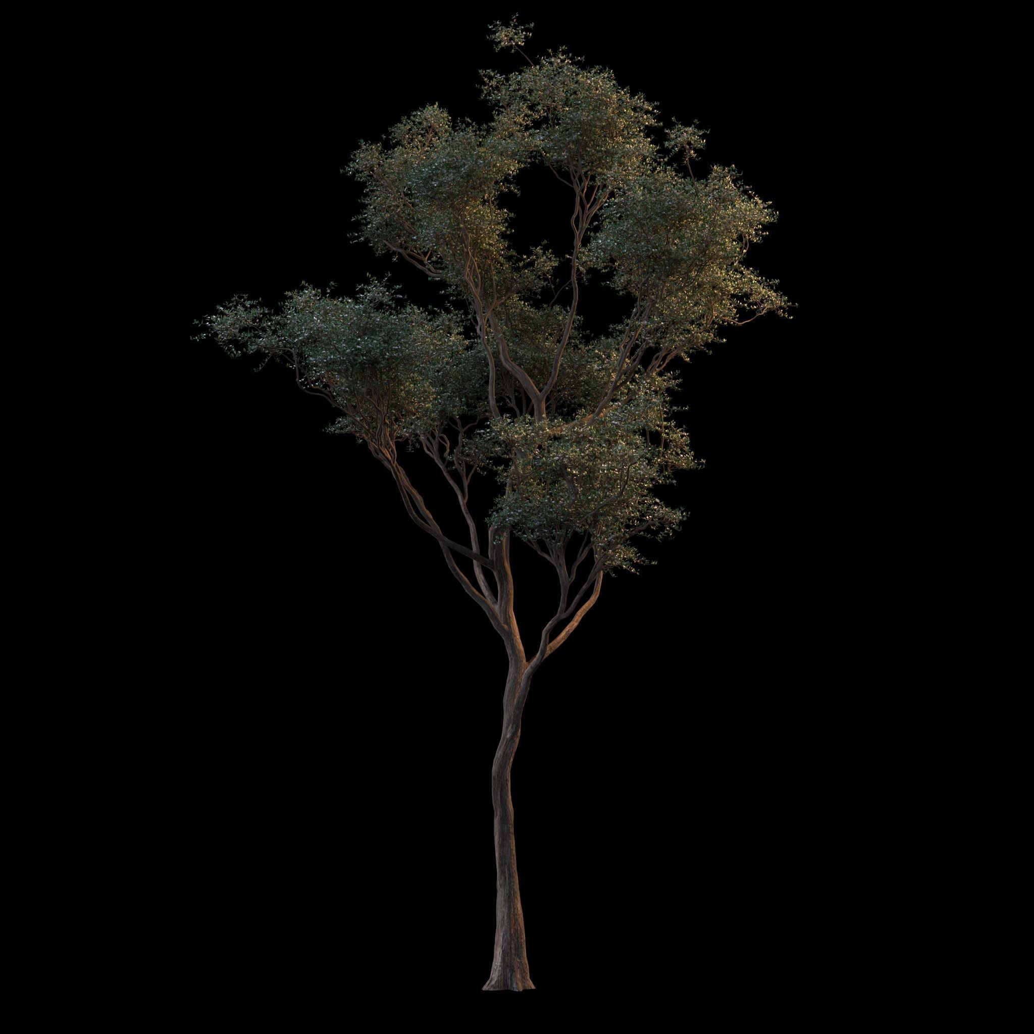 NZ manuka tree pack 3D model | CGTrader