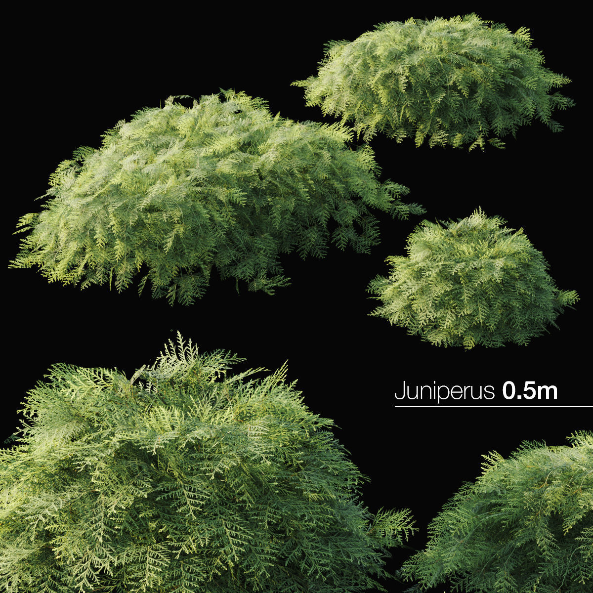 Juniper 3D model | CGTrader