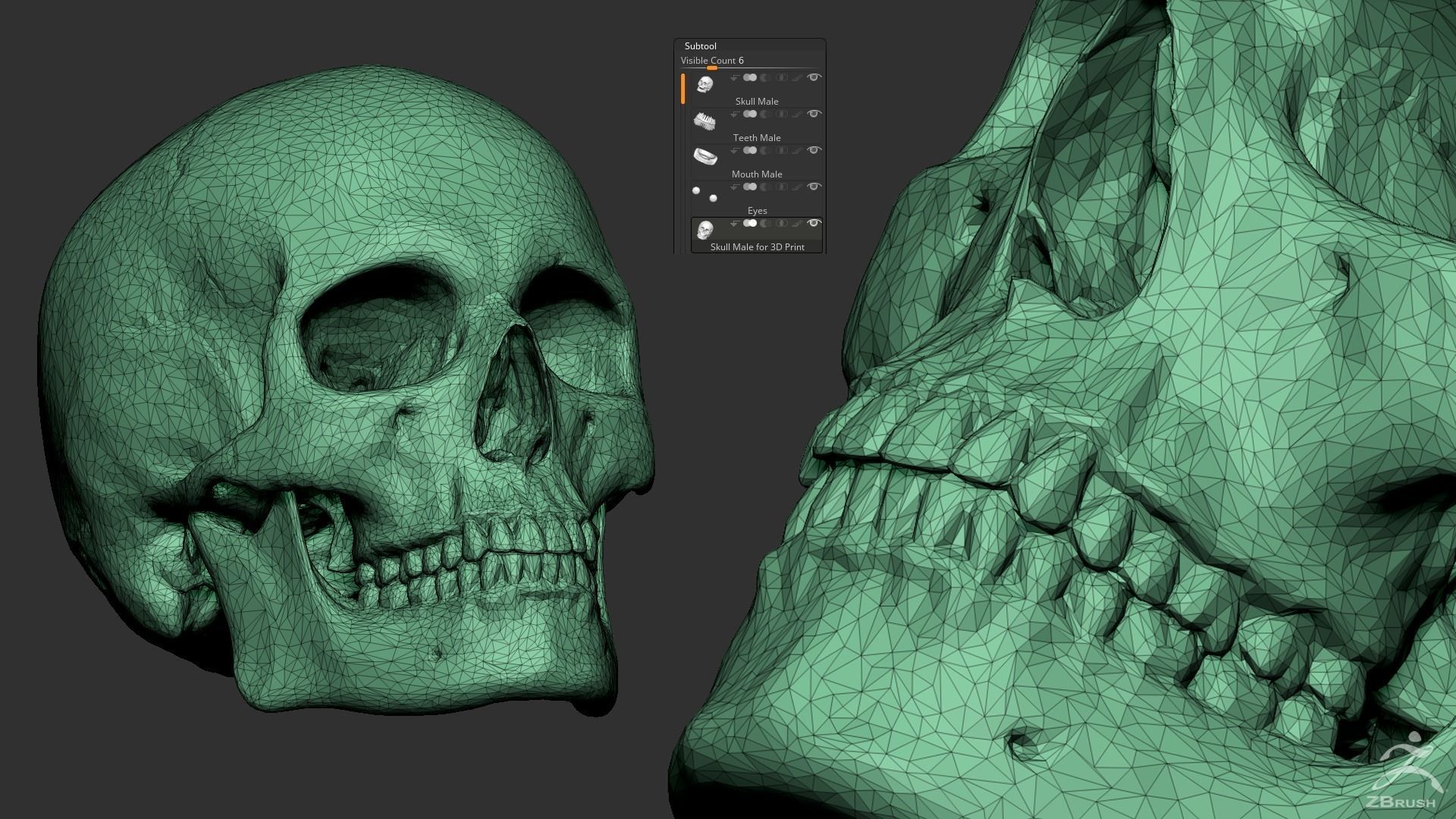 Human Skull 3D model | CGTrader