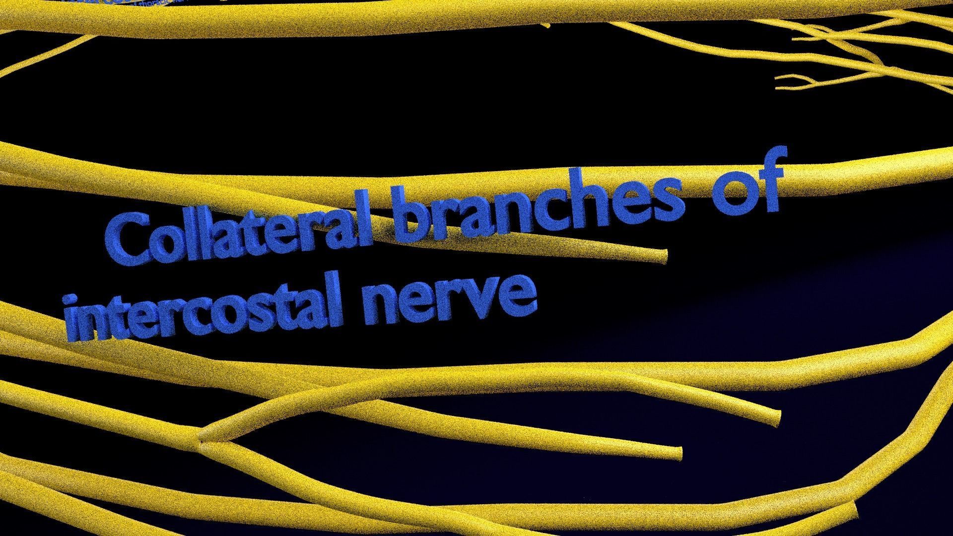 Spinal cord symphathetic intercostal nerve labelled detail 3D model ...