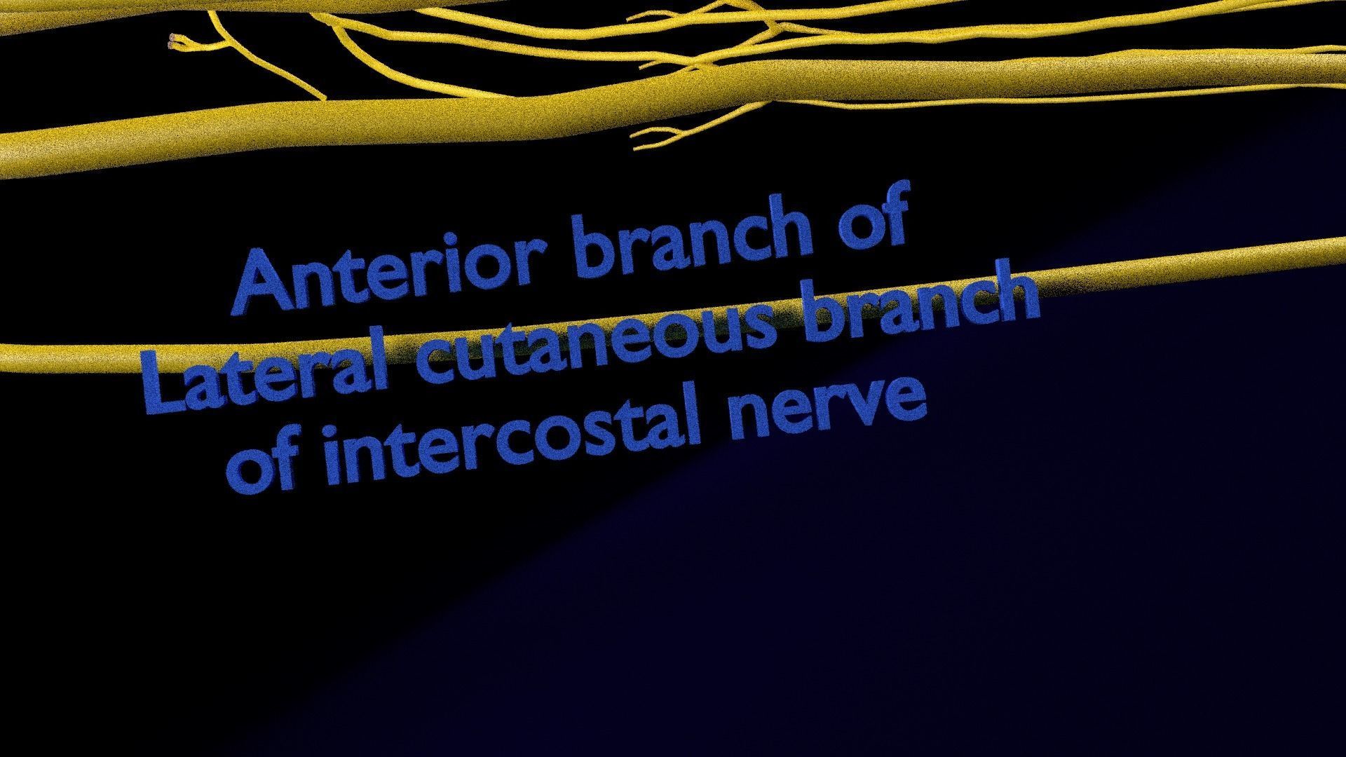 Spinal cord symphathetic intercostal nerve labelled detail 3D model ...
