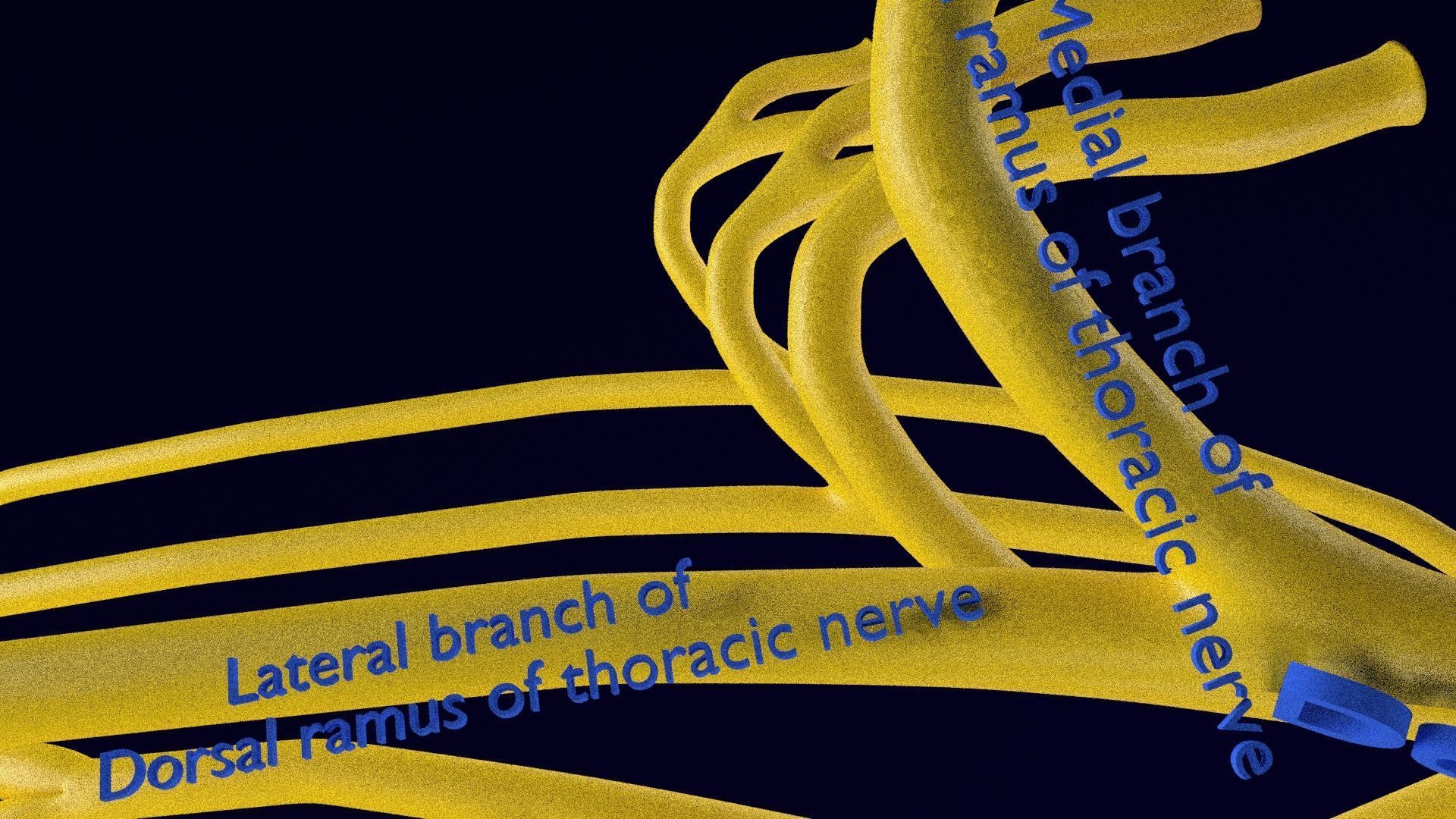 Spinal cord symphathetic intercostal nerve labelled detail 3D model ...
