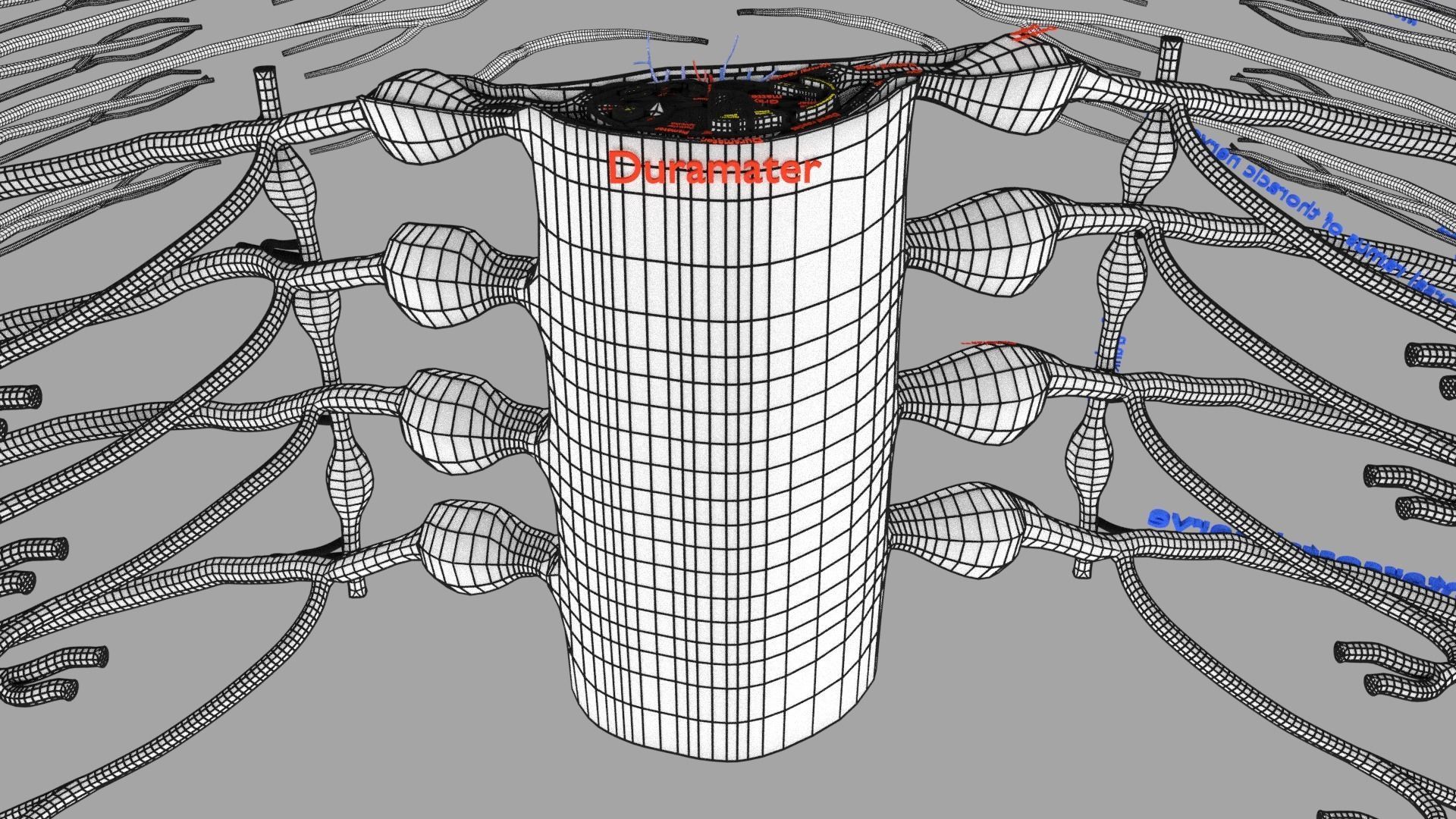 Spinal cord symphathetic intercostal nerve labelled detail 3D model ...