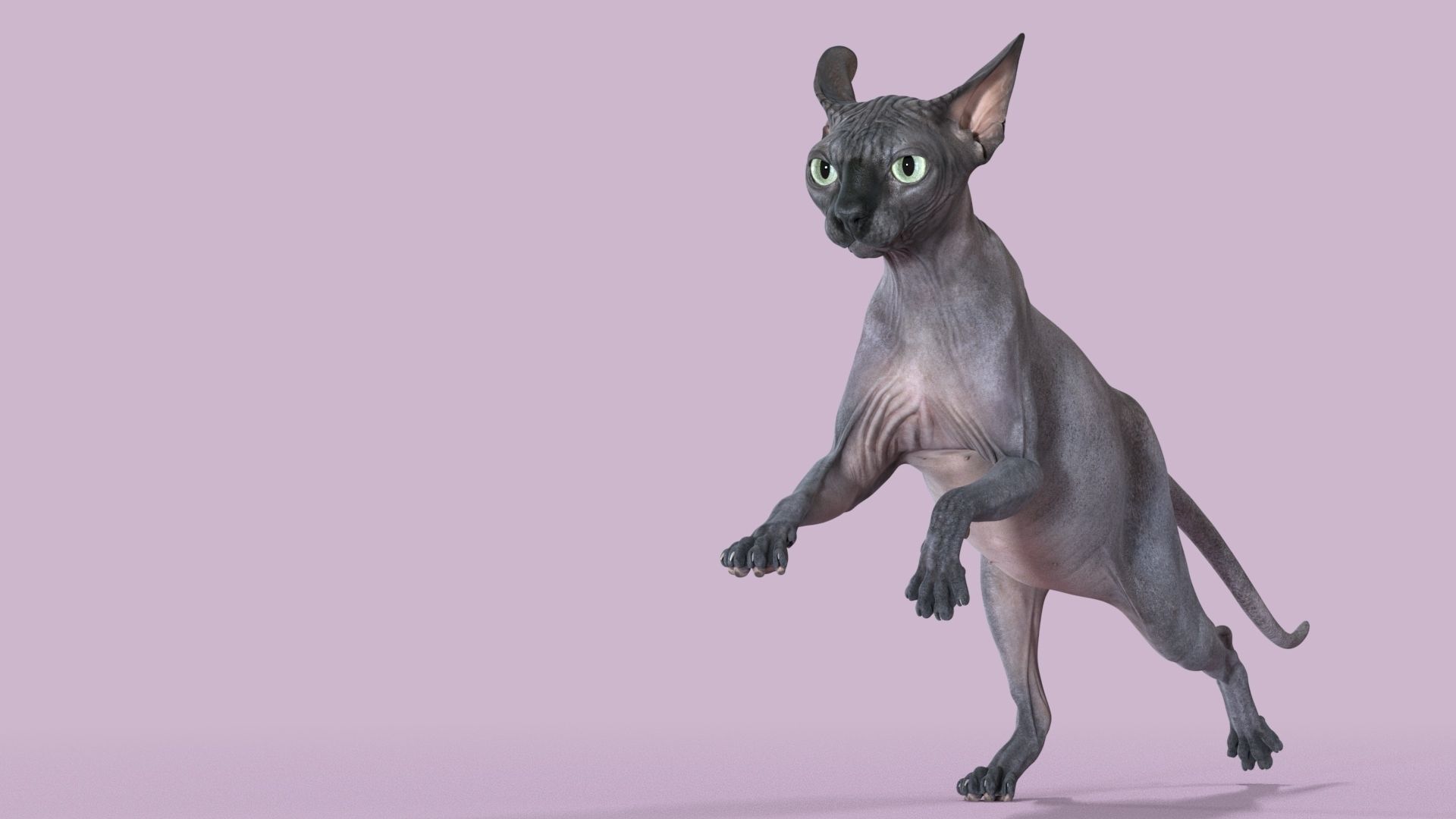 Sphynx Cat Black Animated 3D model animated rigged | CGTrader