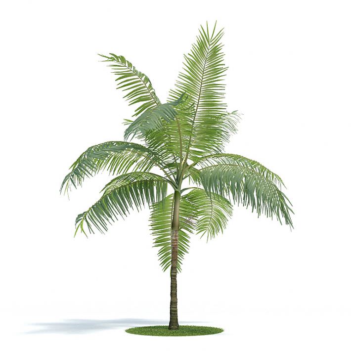 Kerala s Coconut Tree 3D model | CGTrader