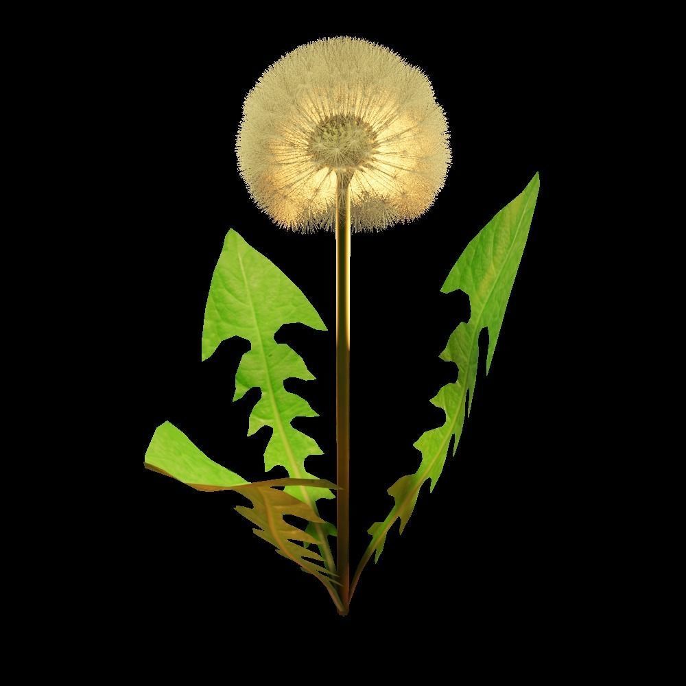 Dandelion 3D model rigged | CGTrader