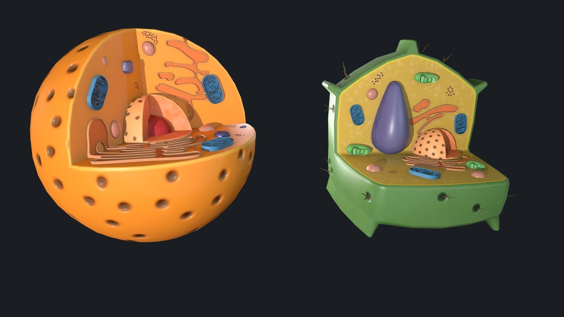 3D model Plant and Animal Cells VR / AR / low-poly | CGTrader