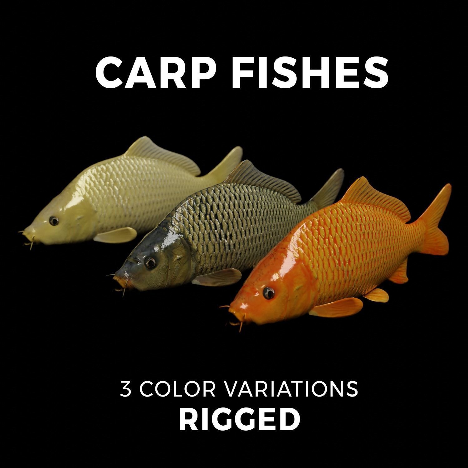 3D model Carp fish VR / AR / low-poly | CGTrader