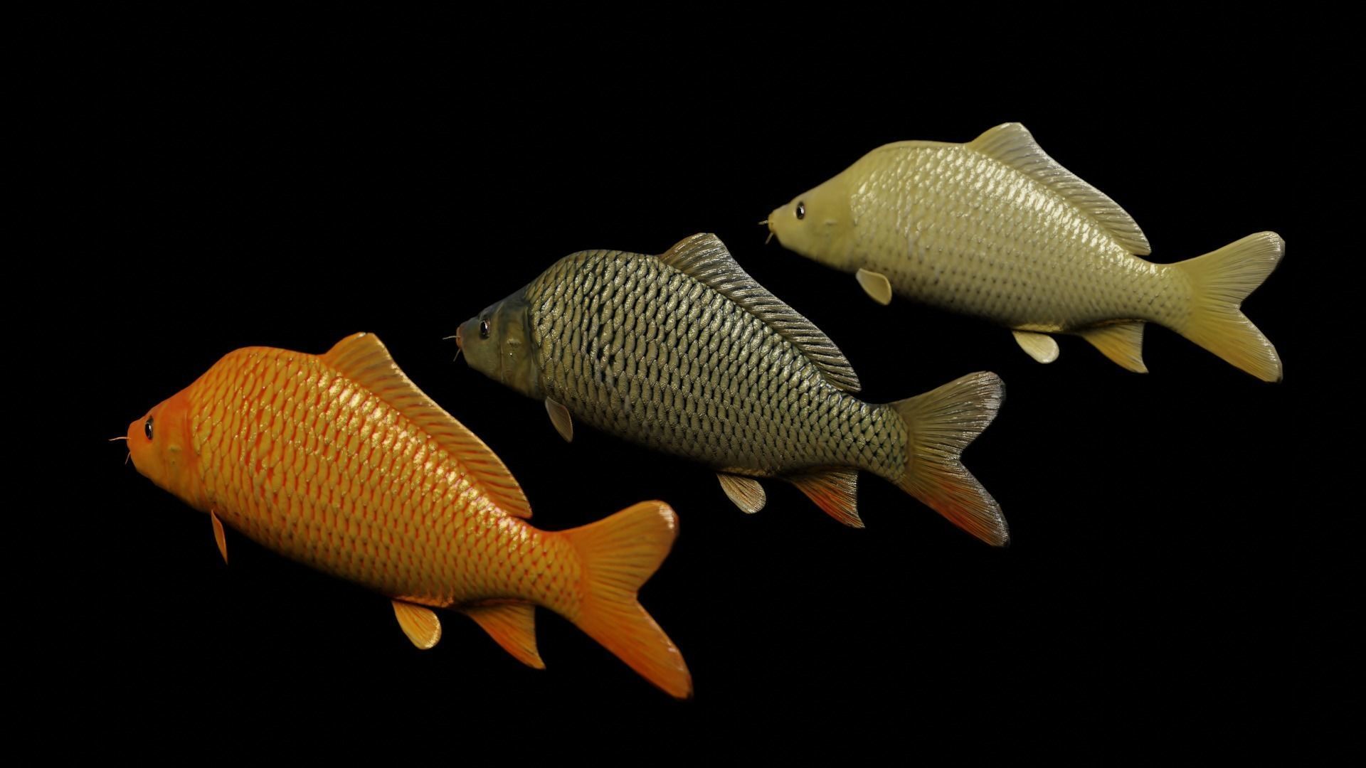 3D model Carp fish VR / AR / low-poly | CGTrader
