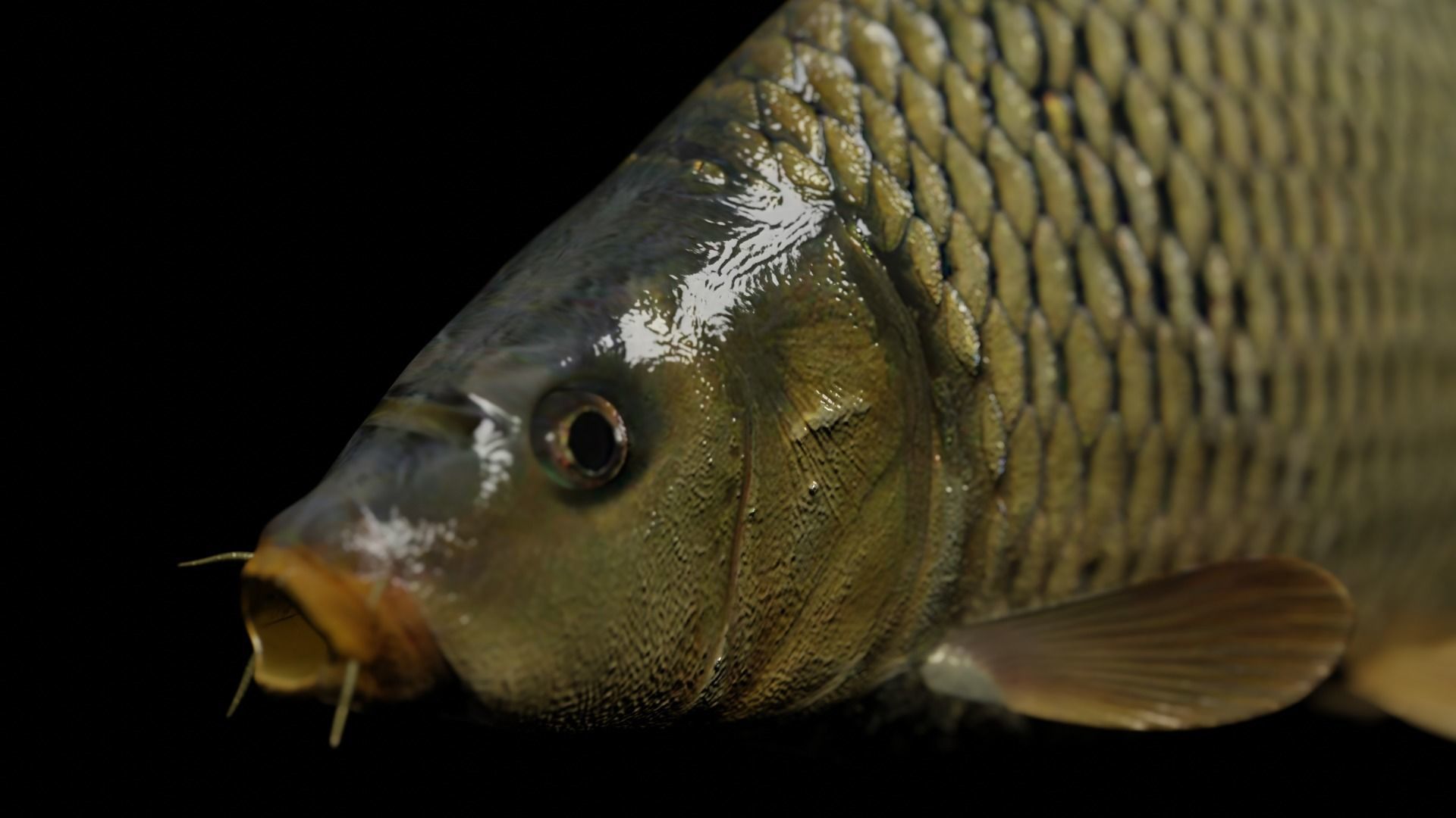 3D model Carp fish VR / AR / low-poly | CGTrader