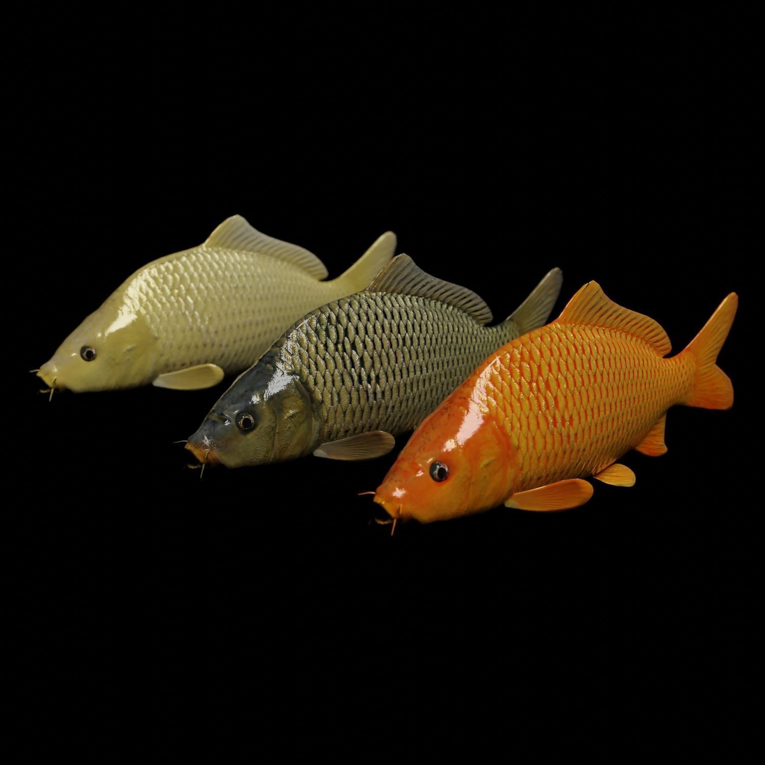 3D model Carp fish VR / AR / low-poly | CGTrader