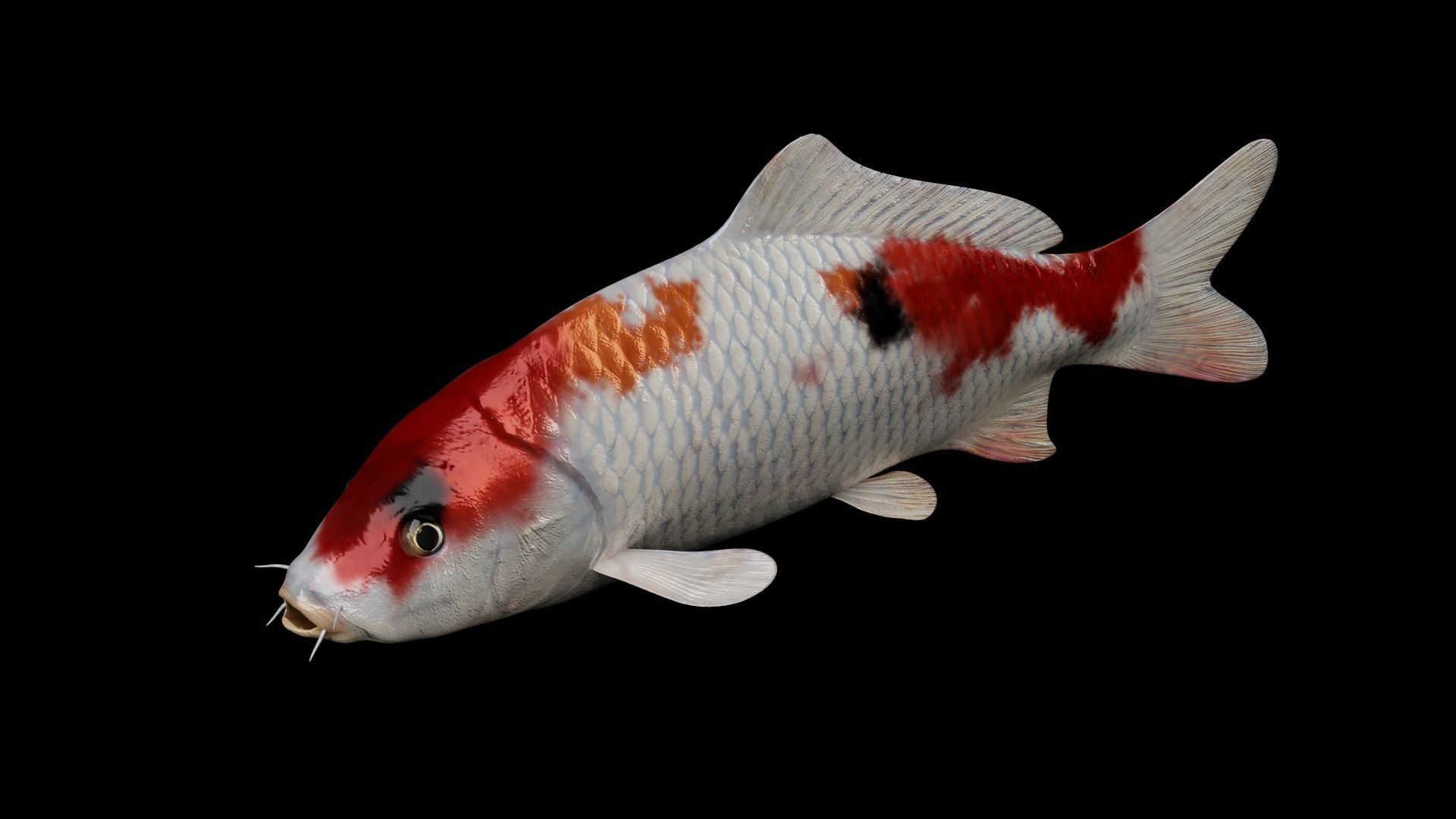 3D Model Collection Realistic freshwater fish VR / AR / low-poly | CGTrader
