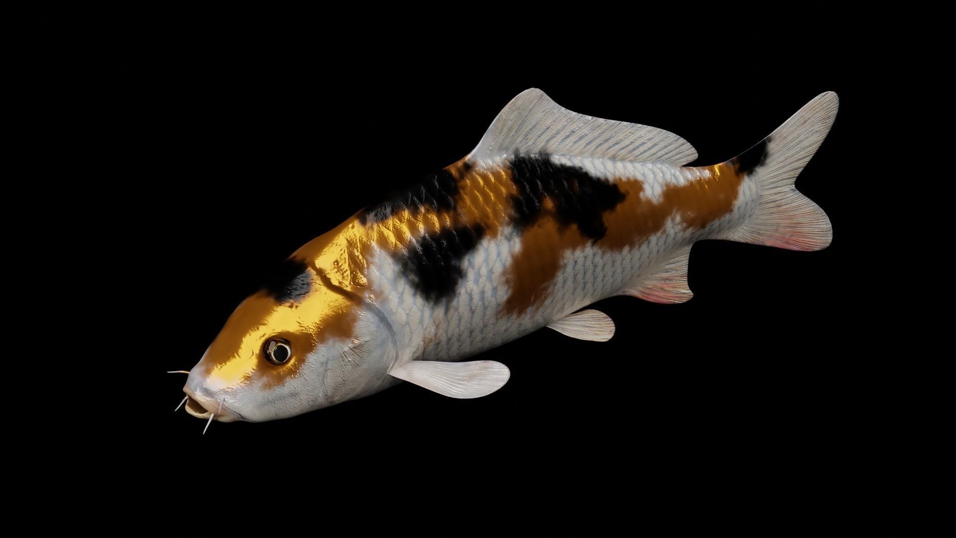 3D Model Collection Realistic freshwater fish VR / AR / low-poly | CGTrader