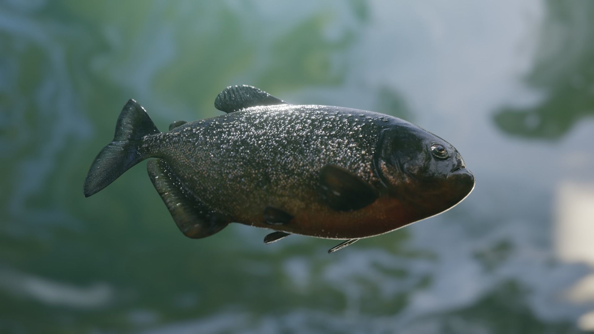 Realistic freshwater fish 3D Model Collection | CGTrader