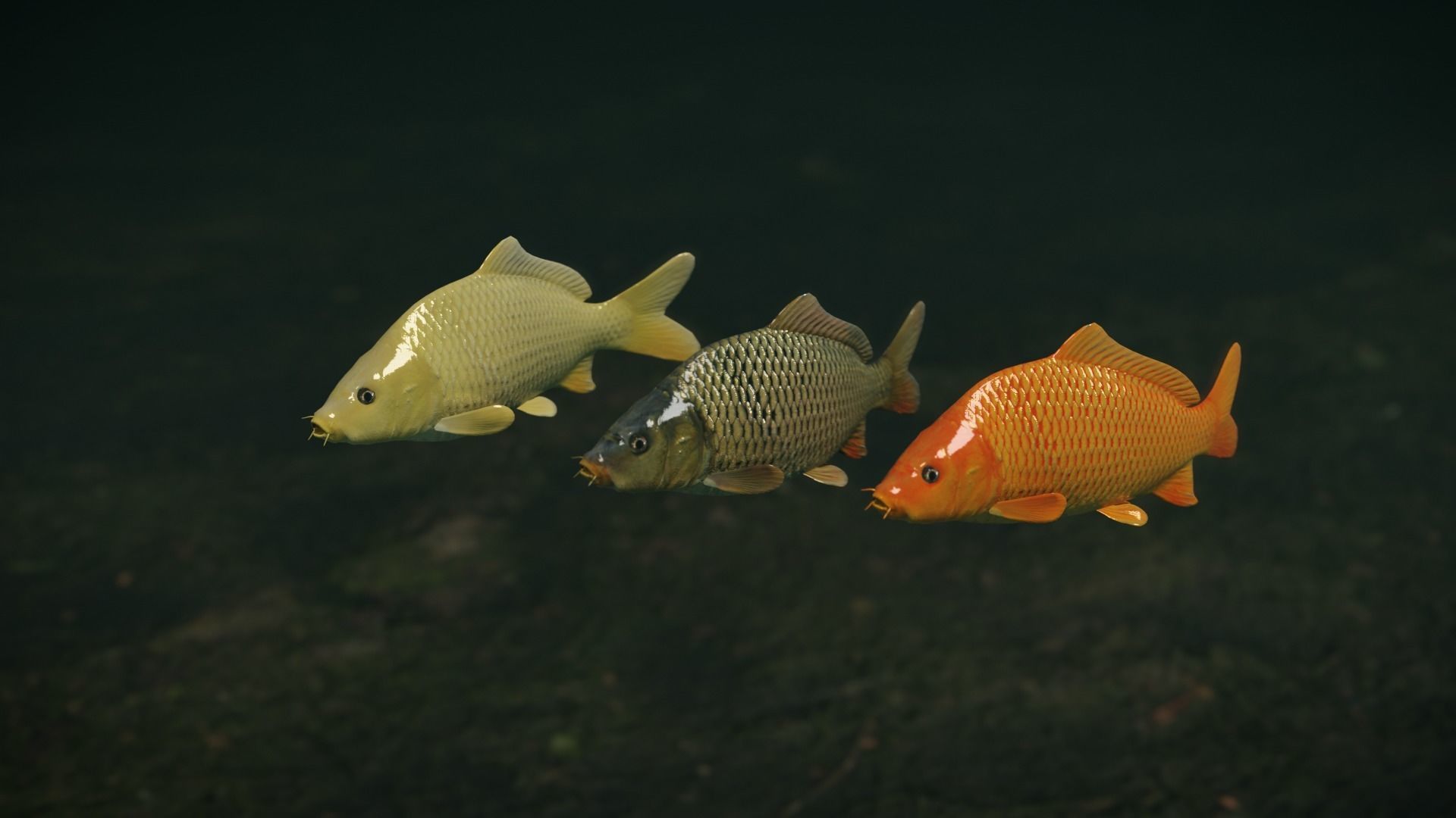 3D Model Collection Realistic freshwater fish VR / AR / low-poly | CGTrader