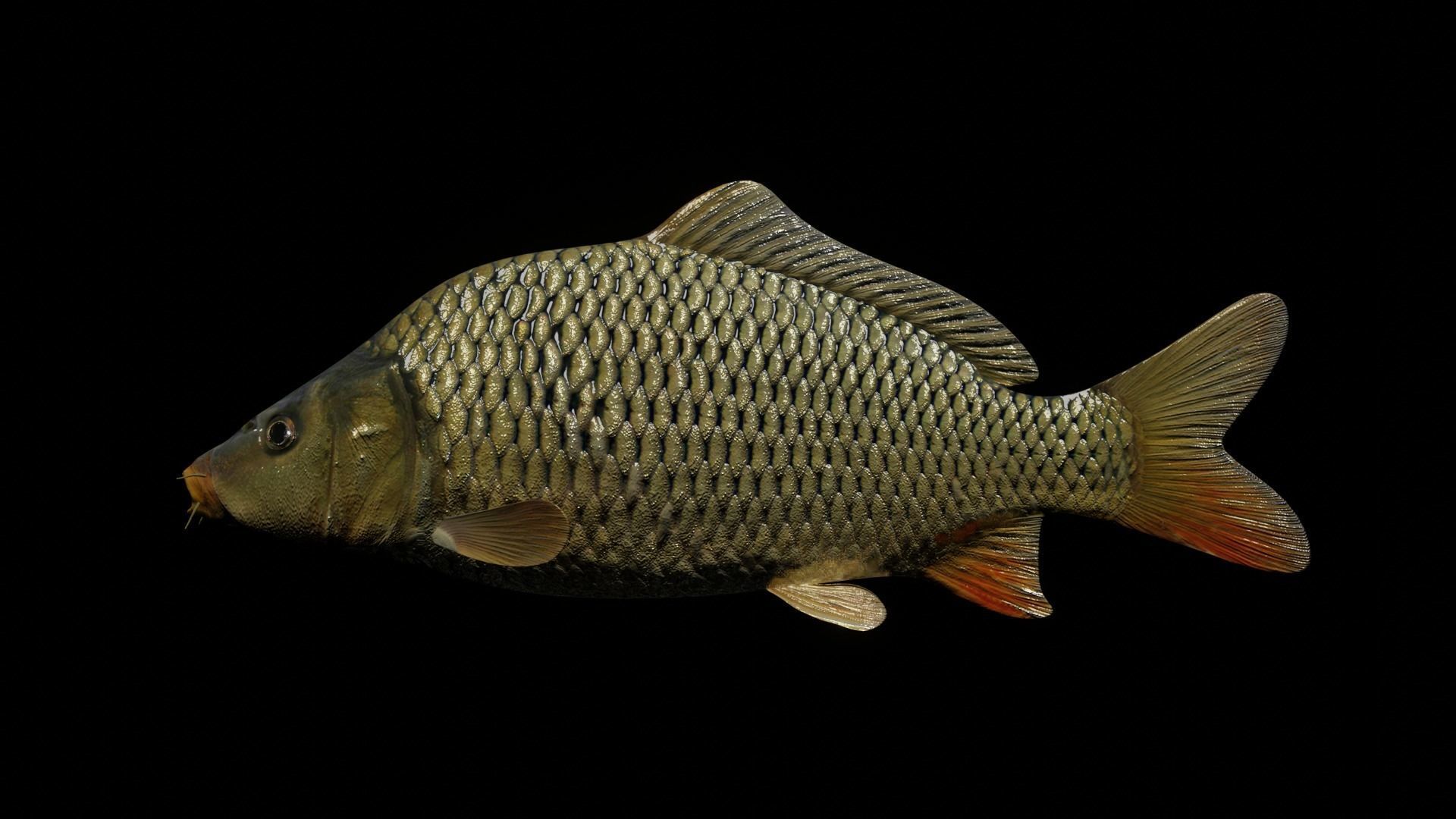 3D Model Collection Realistic freshwater fish VR / AR / low-poly | CGTrader